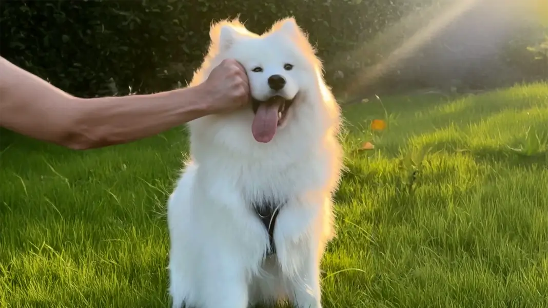 Free AI Punch Effect, Action-Packed & Fast, Dreamlux