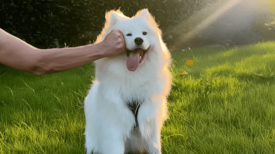 Free AI Punch Effect, Action-Packed & Fast, Dreamlux